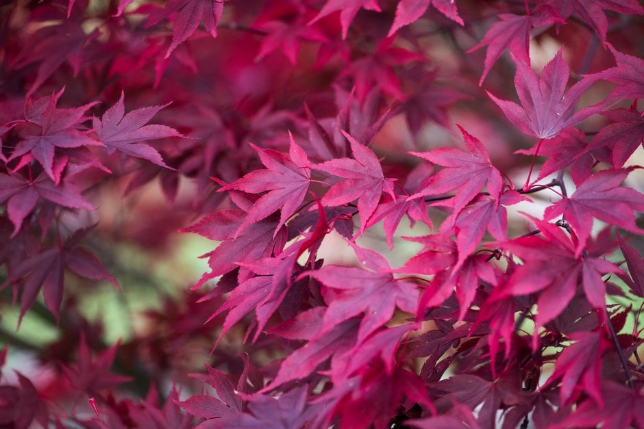 Acer palmatum 'Fireglow' (A) | Japanese maple 'Fireglow'/RHS Gardening